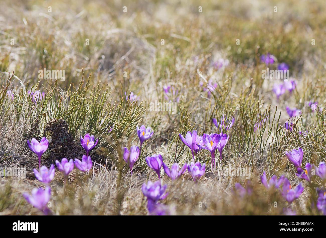 Delightful flowers hi-res stock photography and images - Alamy