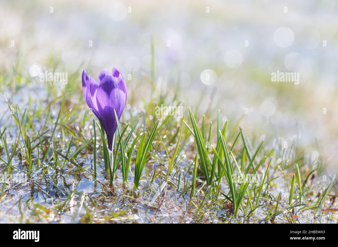 One of first early spring flowers hi-res stock photography and images ...
