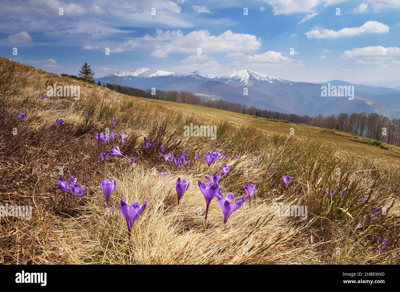 Crocus flowers in high mountains hi-res stock photography and images ...