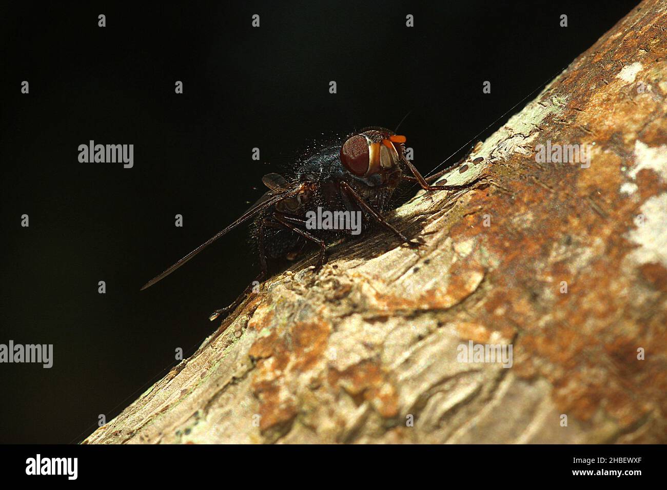 Blue bristle fly (Tachineo clarkii) on tree trunk Stock Photo - Alamy