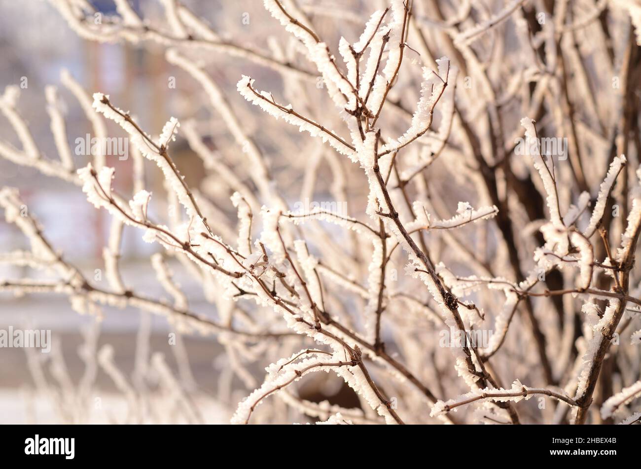Winter background with frosted branches against bright sunlight Stock ...