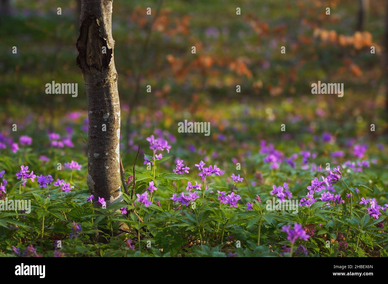 Spring landscape with spring flowers in the forest Stock Photo - Alamy