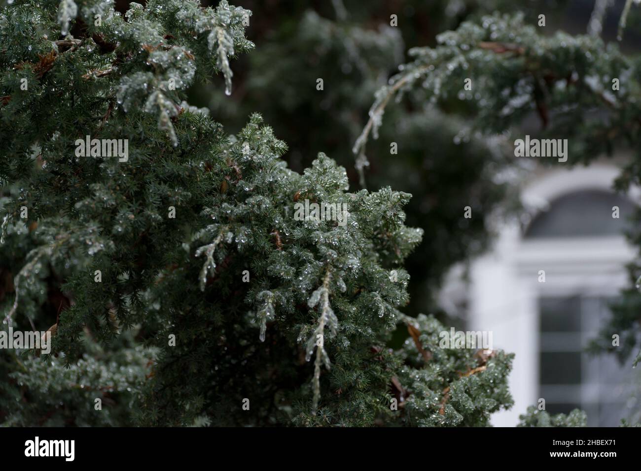 Christmas, winter background with frosty thuja tree. Macro shot Stock ...