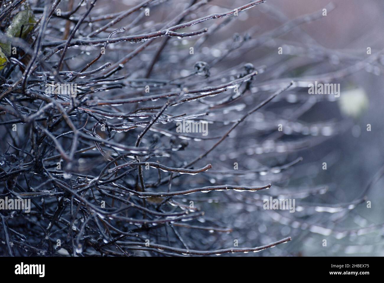 Winter background with frosted branches against bright sunlight Stock ...