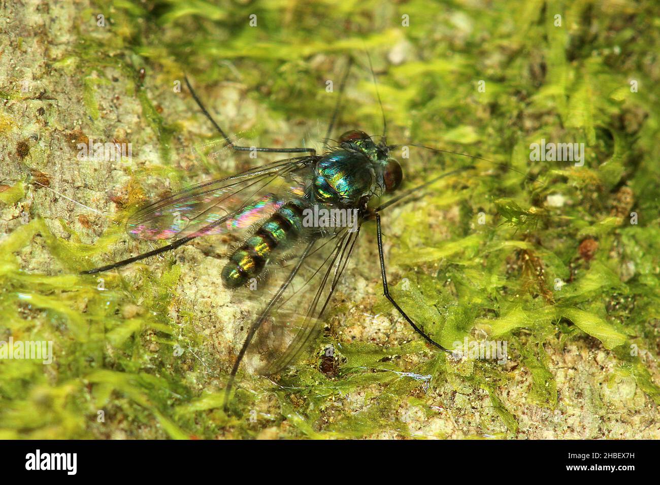 A longlegged fly hi-res stock photography and images - Alamy