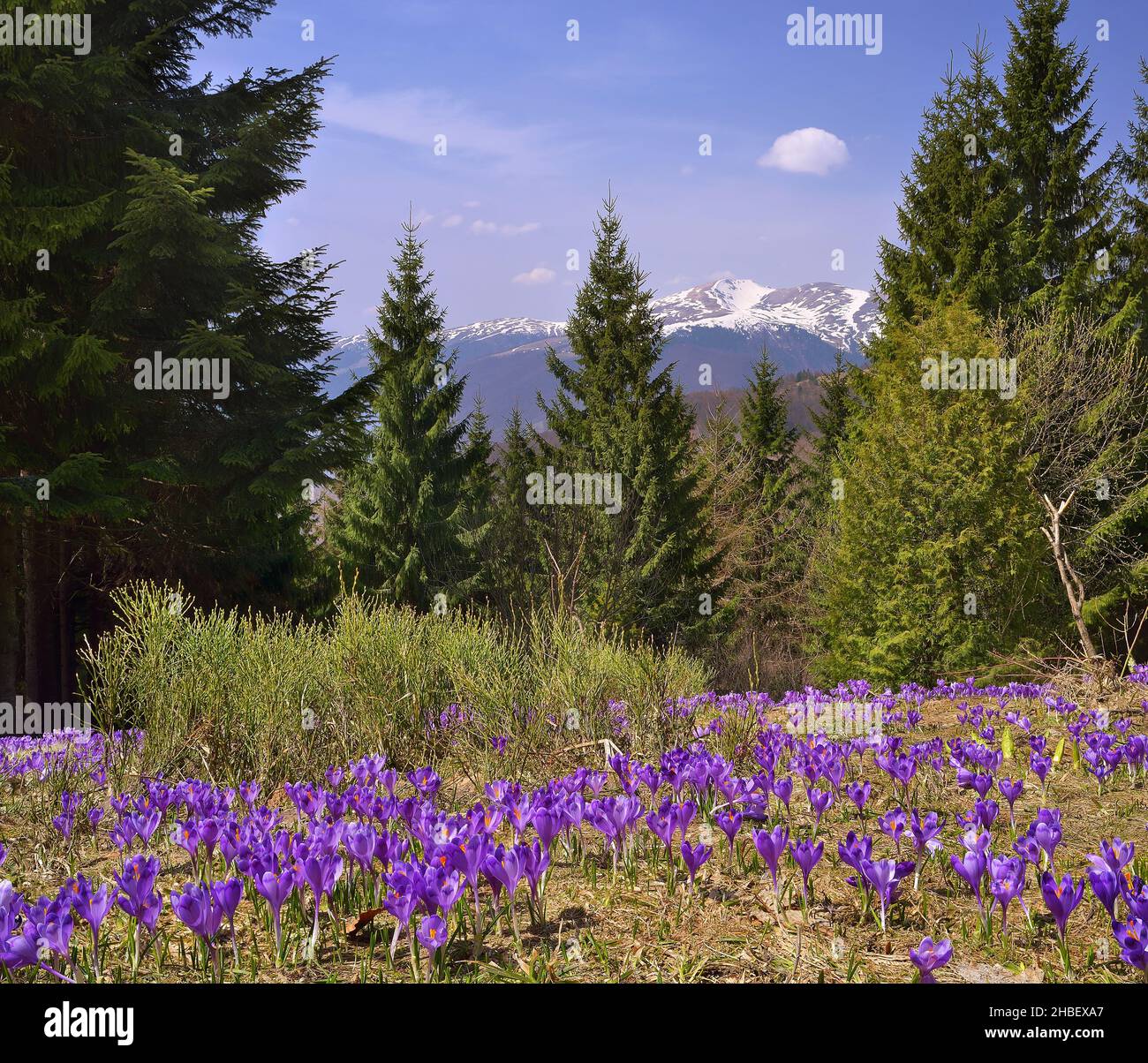 Spring landscape with flowering crocuses. Flowers in a mountain forest ...