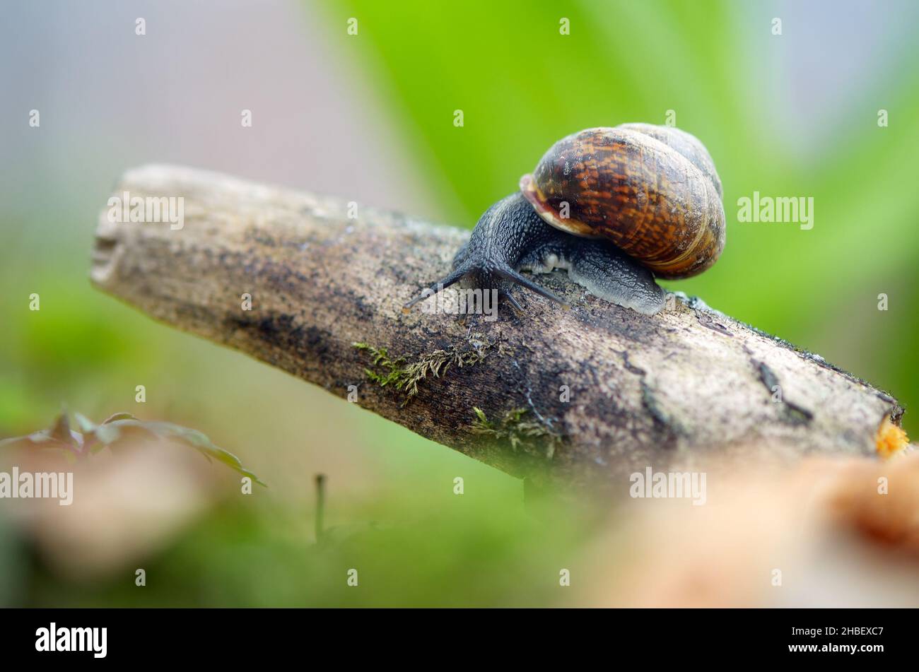 Dry snail hi-res stock photography and images - Alamy