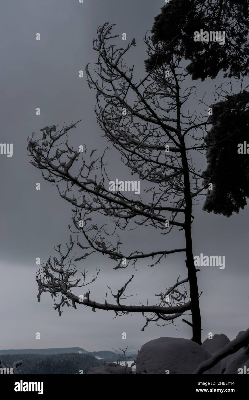 Cold snowy landscape with trees and rocks near Mala Skala village in ...