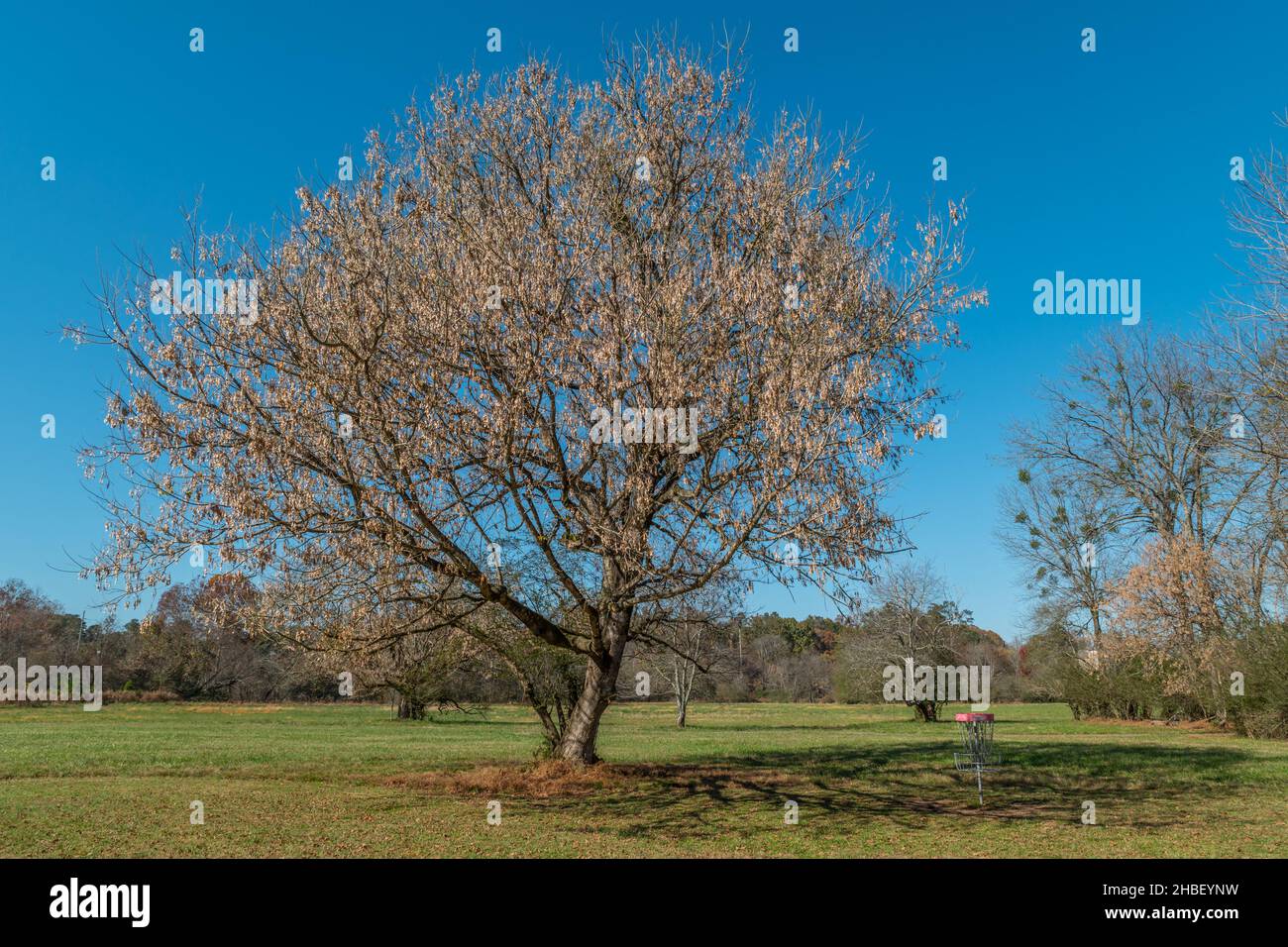 A large boxelder maple tree loaded with clusters of seeds ready to fall ...