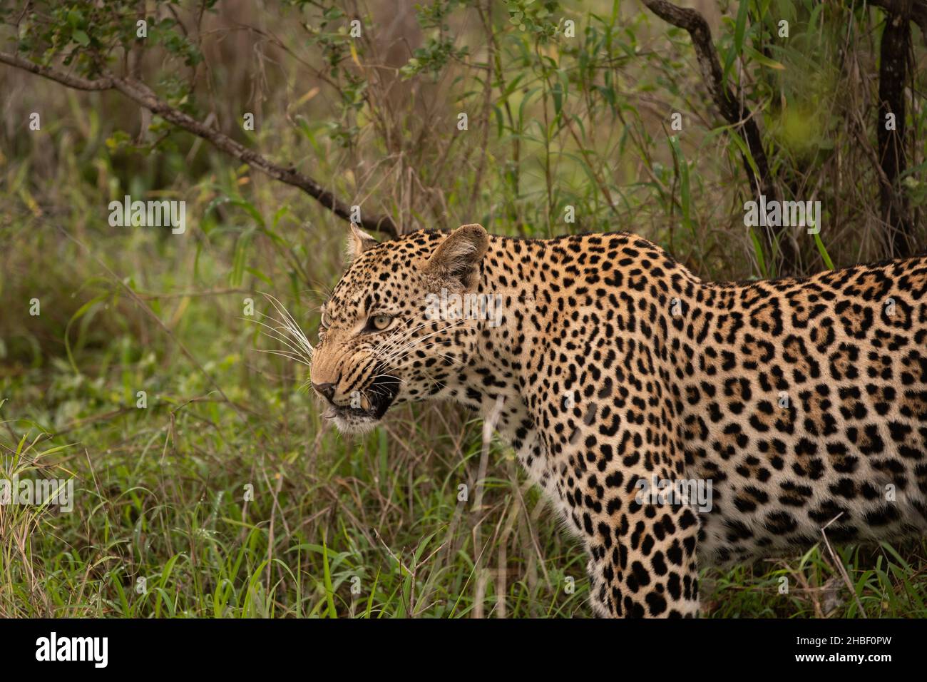Portrait of an African leopard showing its teeth in Sabi Sands Game ...