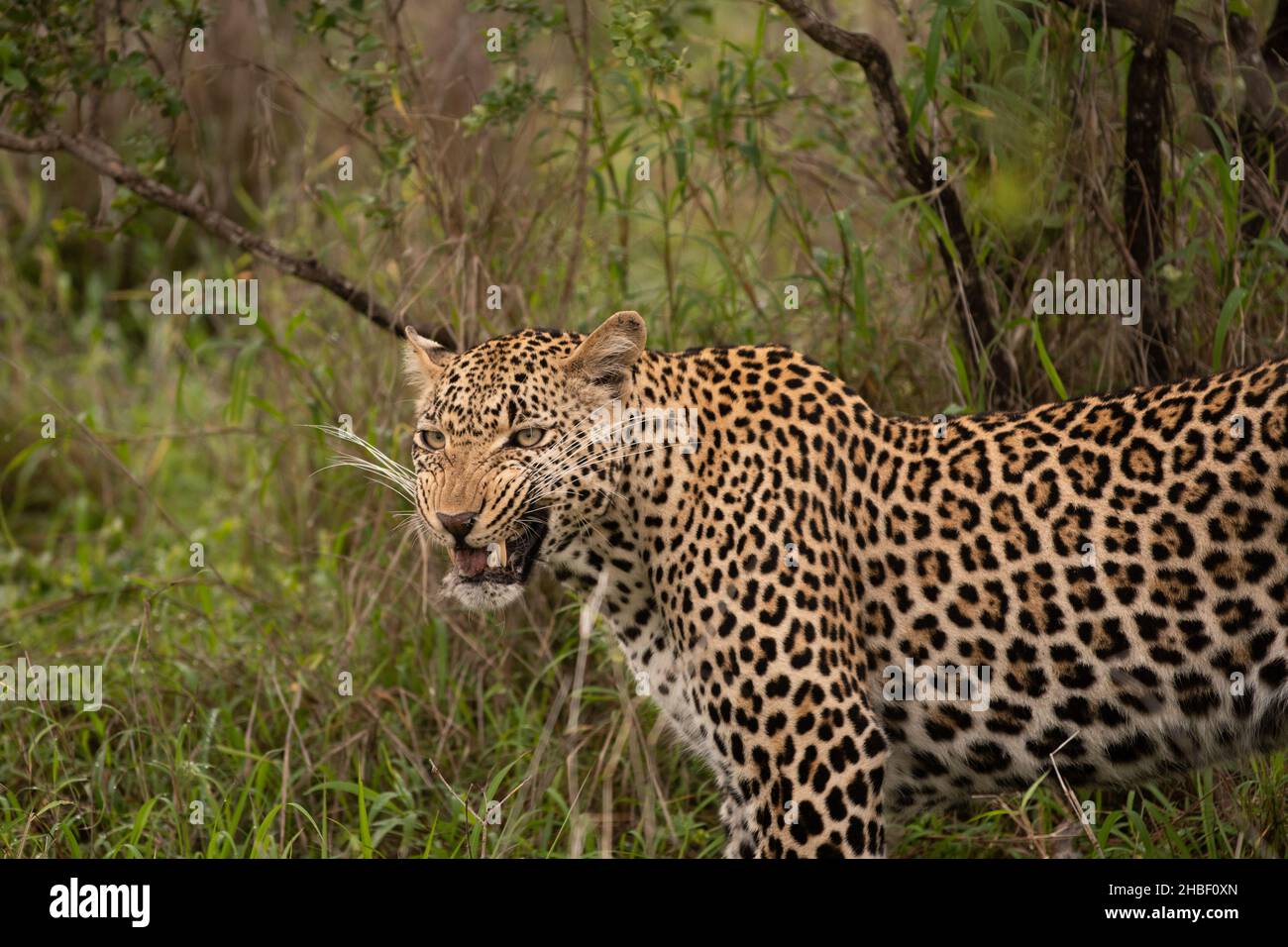 Portrait of an African leopard showing its teeth in Sabi Sands Game ...