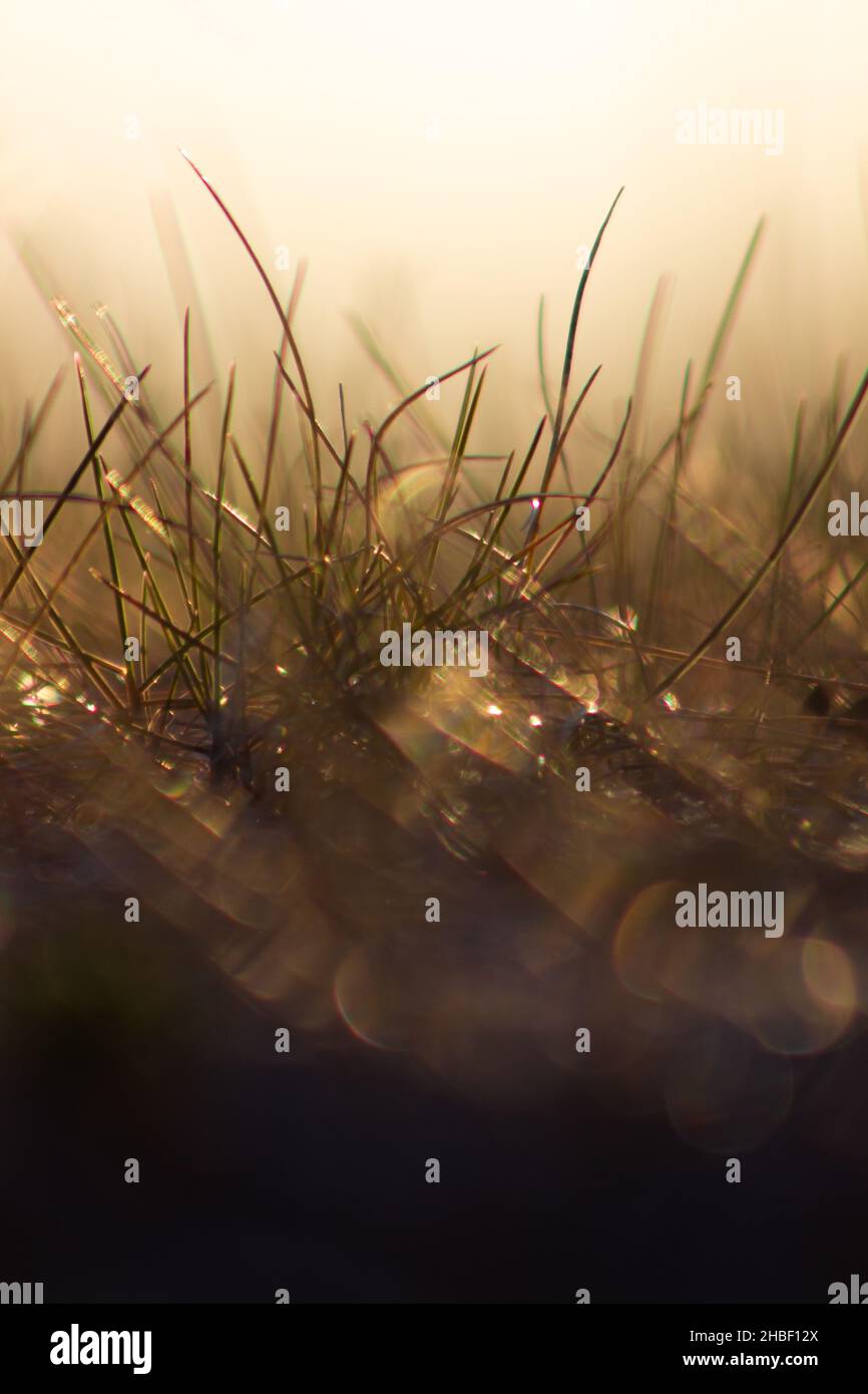 A vertical blurry shot of greenery on the ground during a calm morning ...