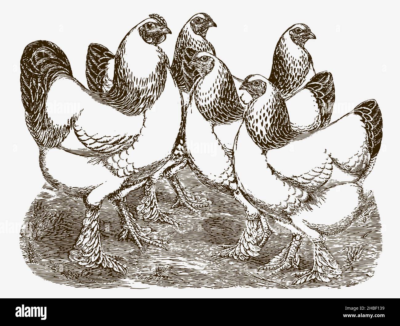 Five light Brahma chickens standing close together Stock Vector Image ...