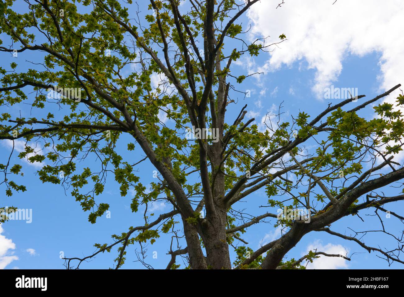 A large tree with high branches under a blue sky with white clouds ...