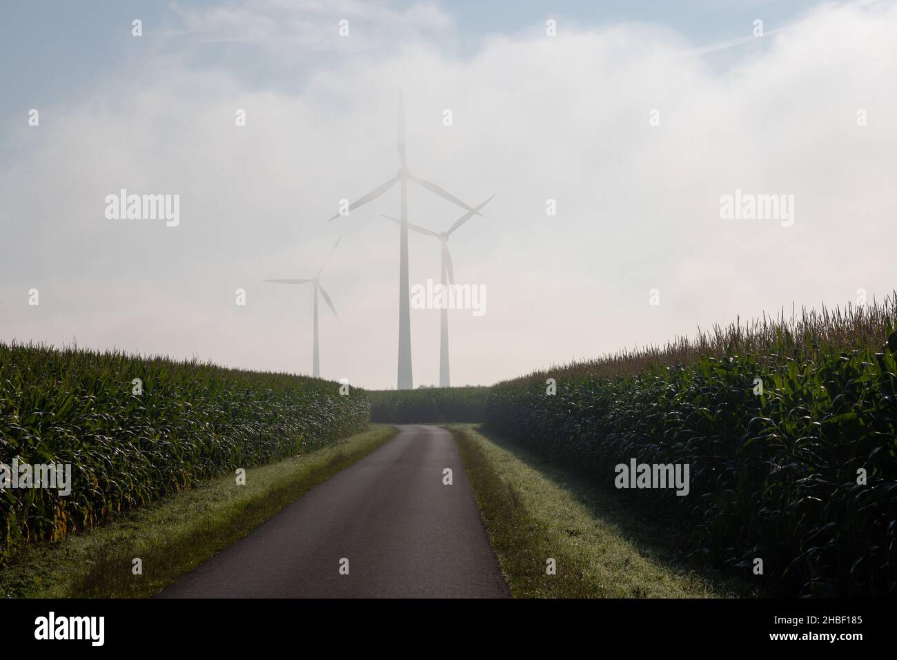 Wind farm in the mist between corn fields symbolizing the unsafe future ...