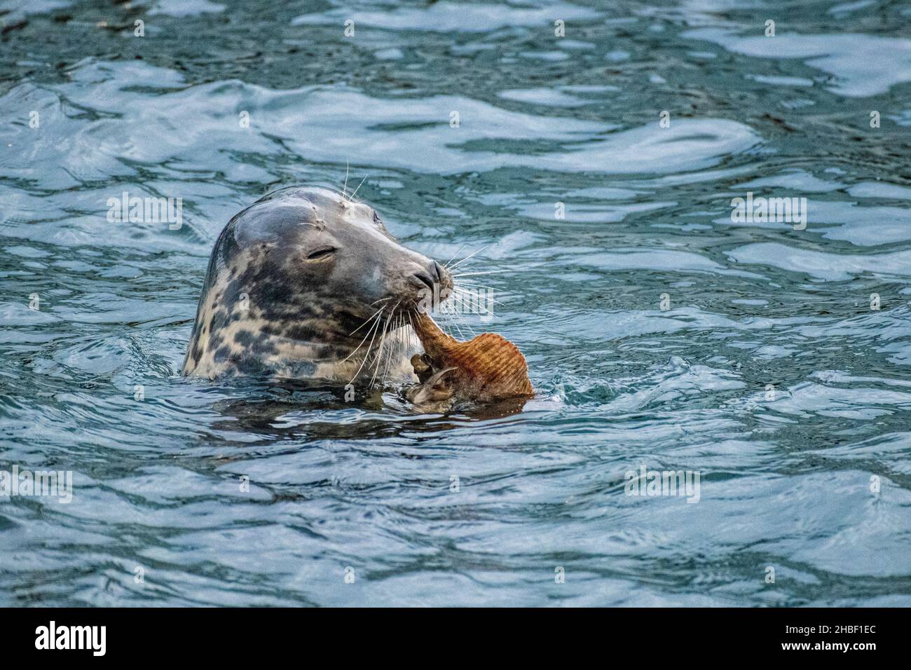 Seal eating fish hi-res stock photography and images - Alamy