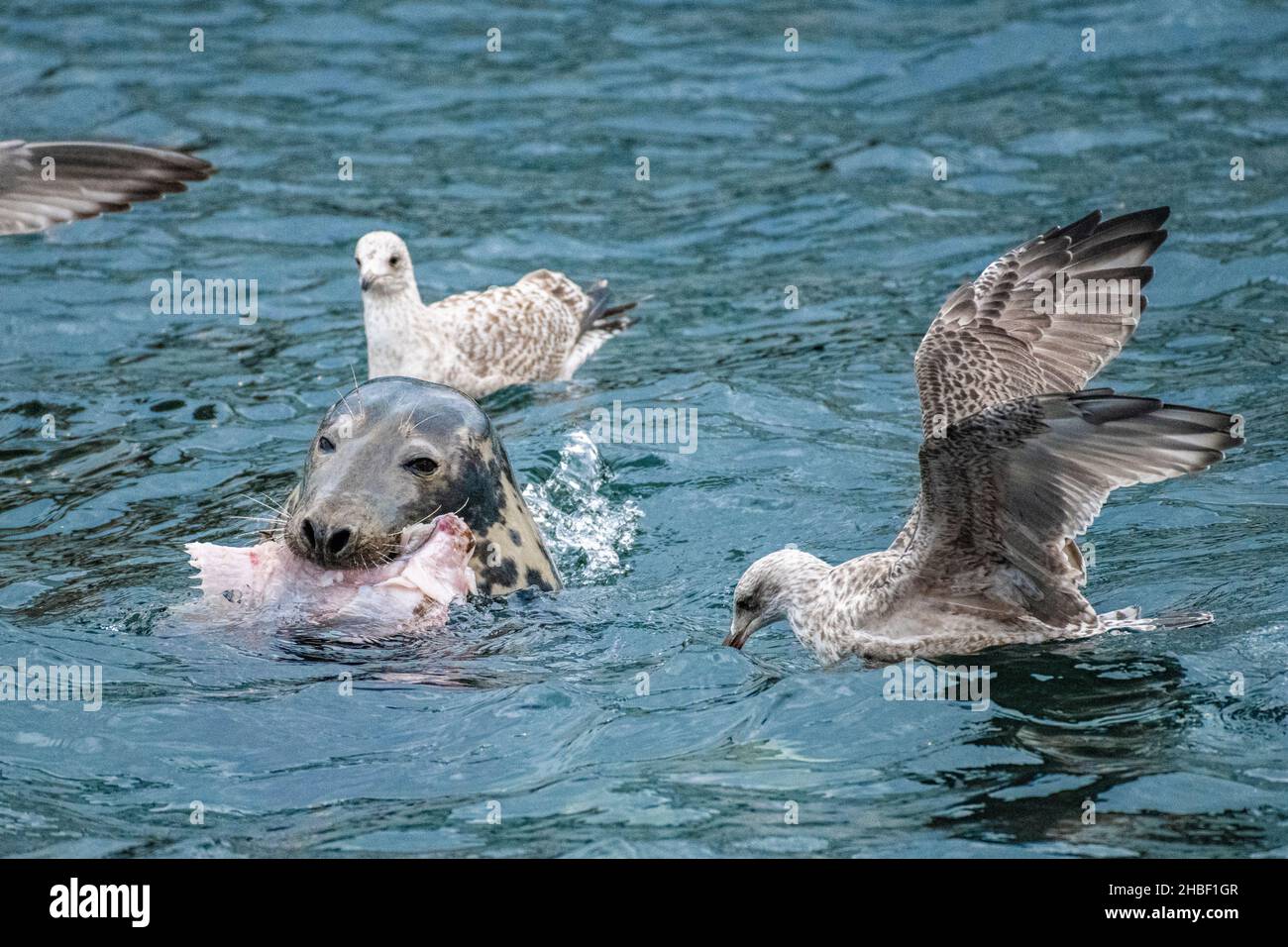Seal eating fish hi-res stock photography and images - Alamy