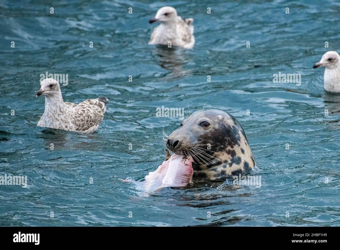 Seal eating fish hi-res stock photography and images - Alamy