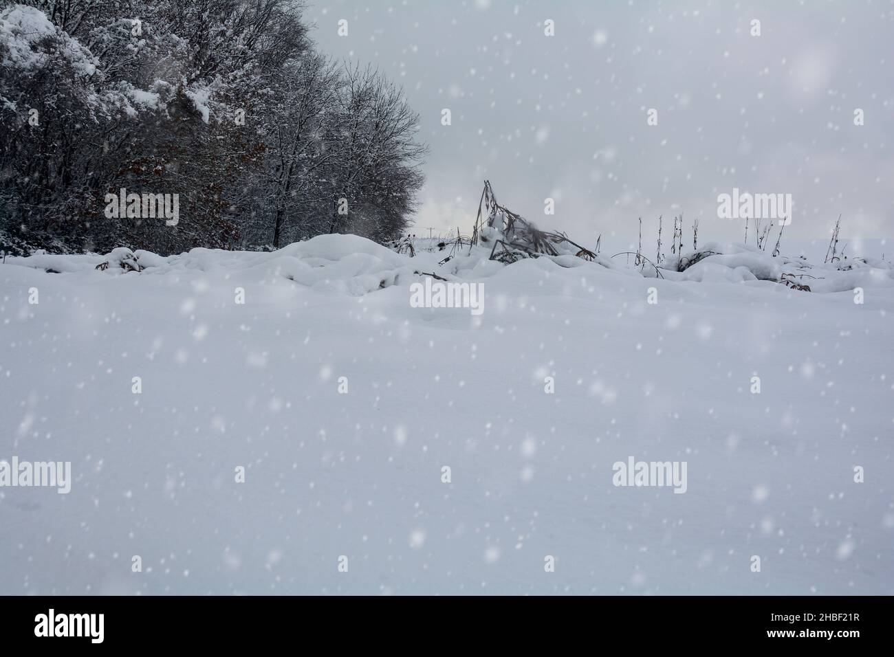 Winter landscape with a lot of snow, trees and an overcast sky Stock ...