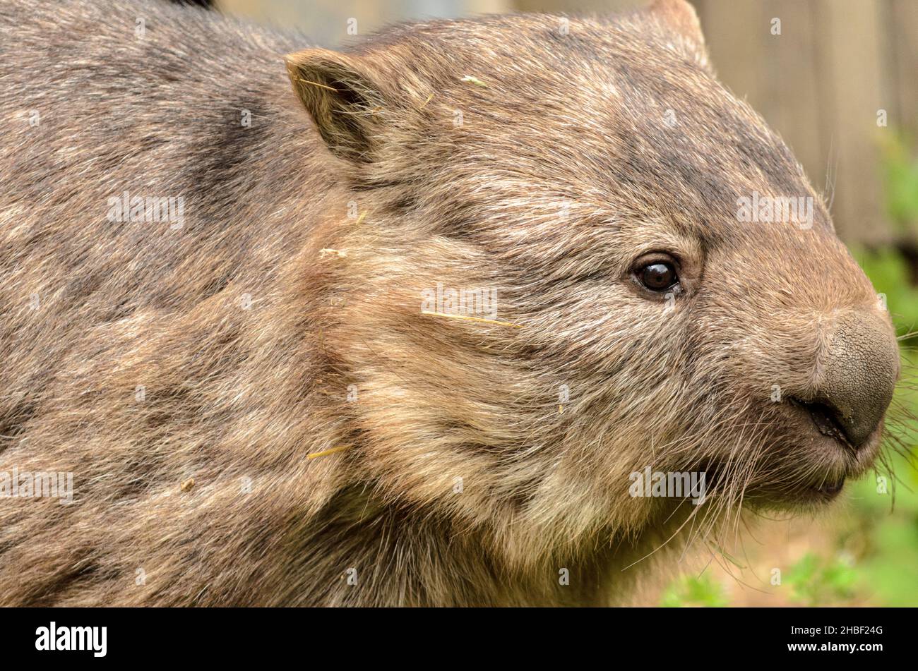 Close up of a capibara Stock Photo - Alamy