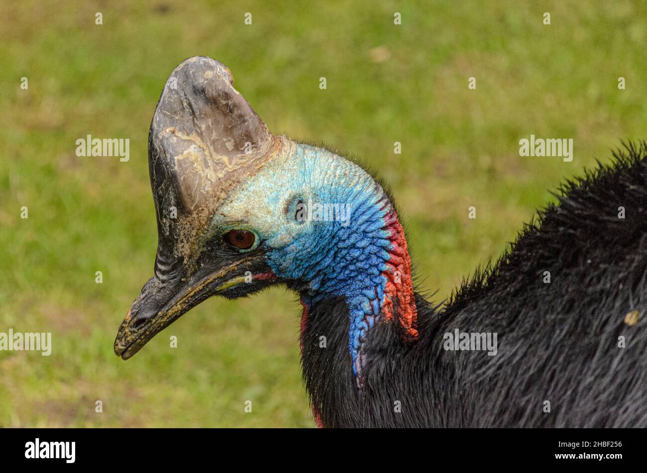 Cassowary (Emu relative) shot in captivity Stock Photo - Alamy