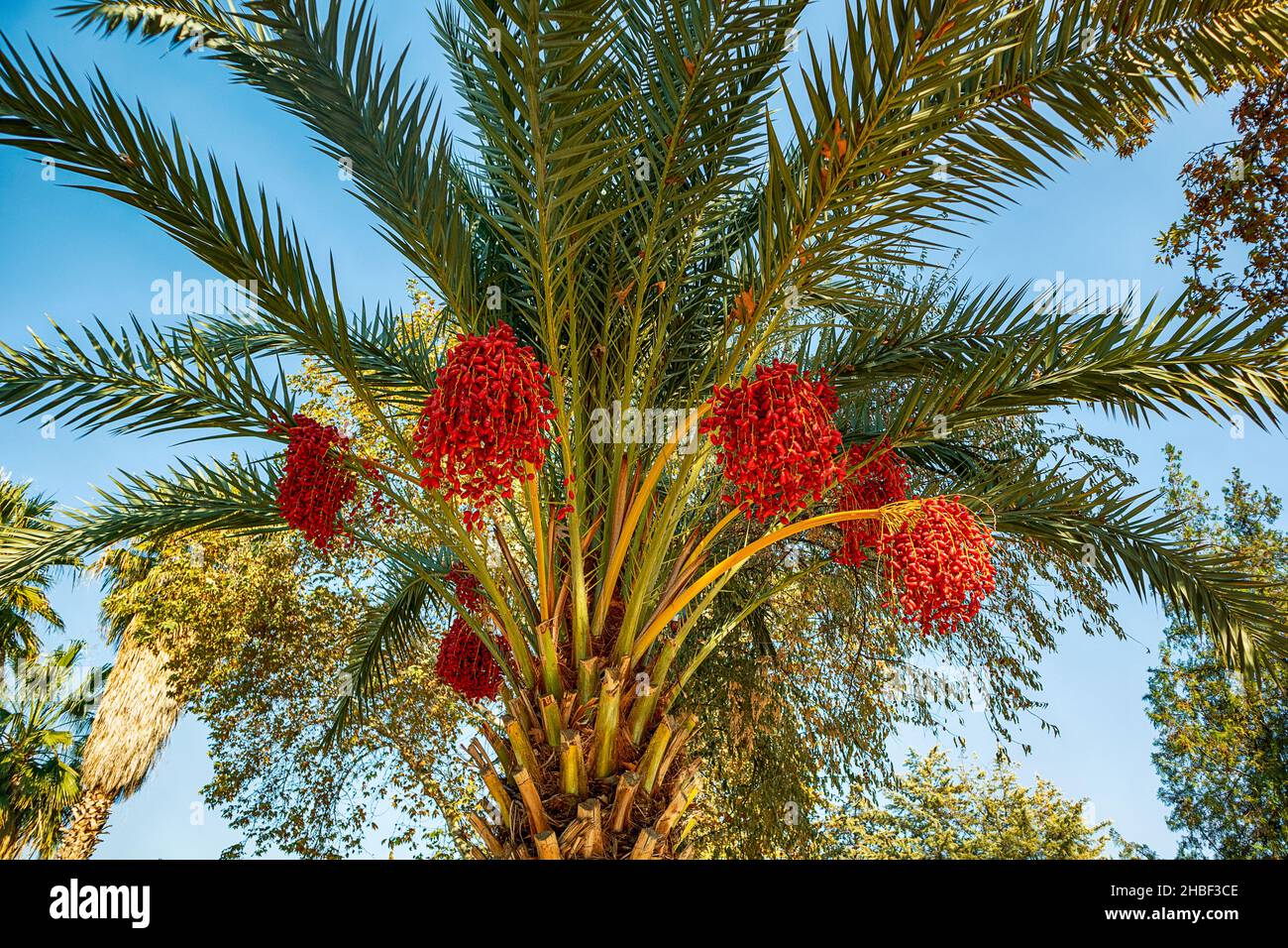 Balikligol (The Fish Lake). Panorama of the Pool of Abraham or Pool of ...