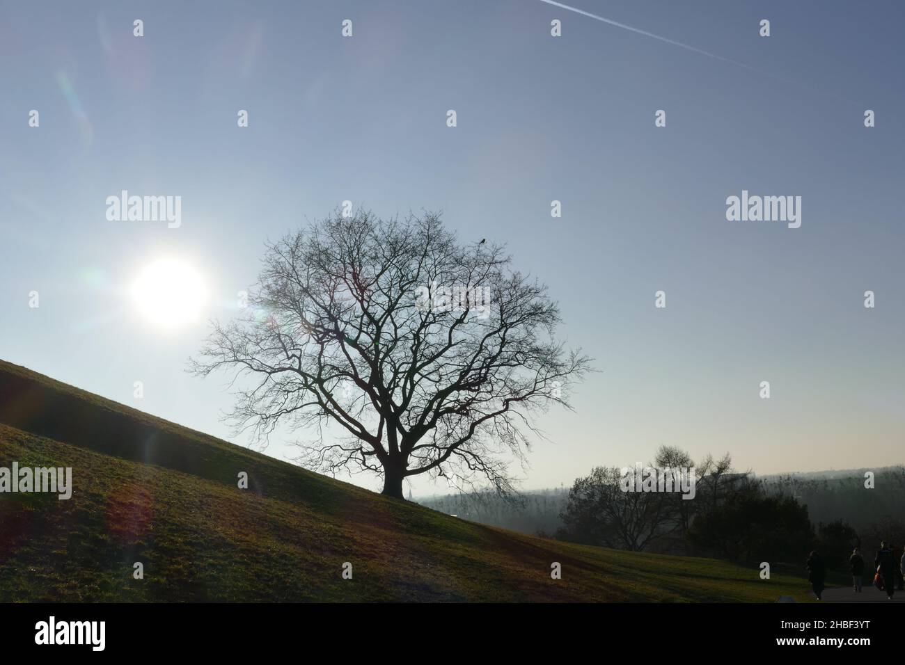 Single autumn tree, against the light Stock Photo - Alamy