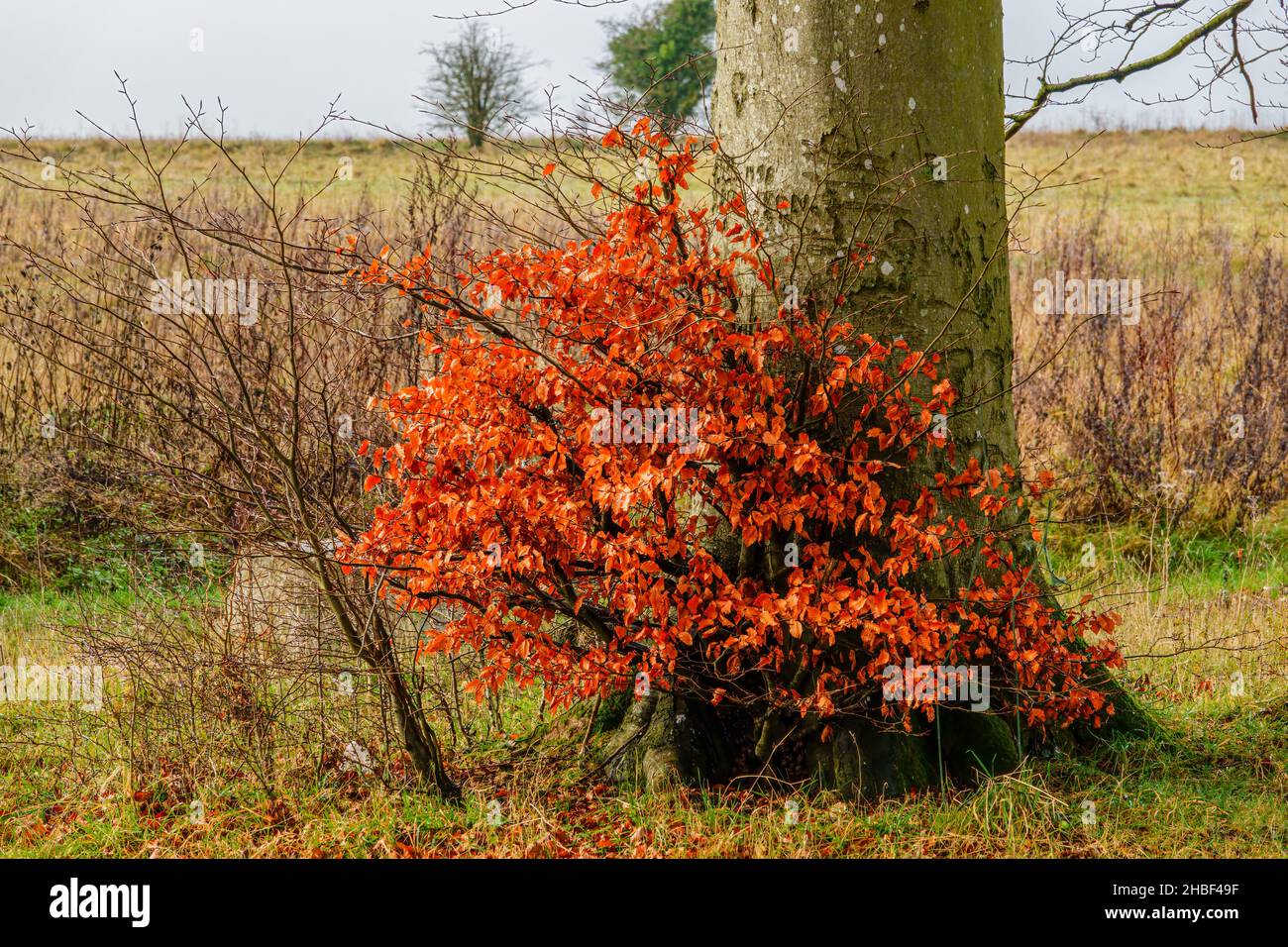 Lone copper beech (Fagus sylvatica) tree sapling with superb copper red ...
