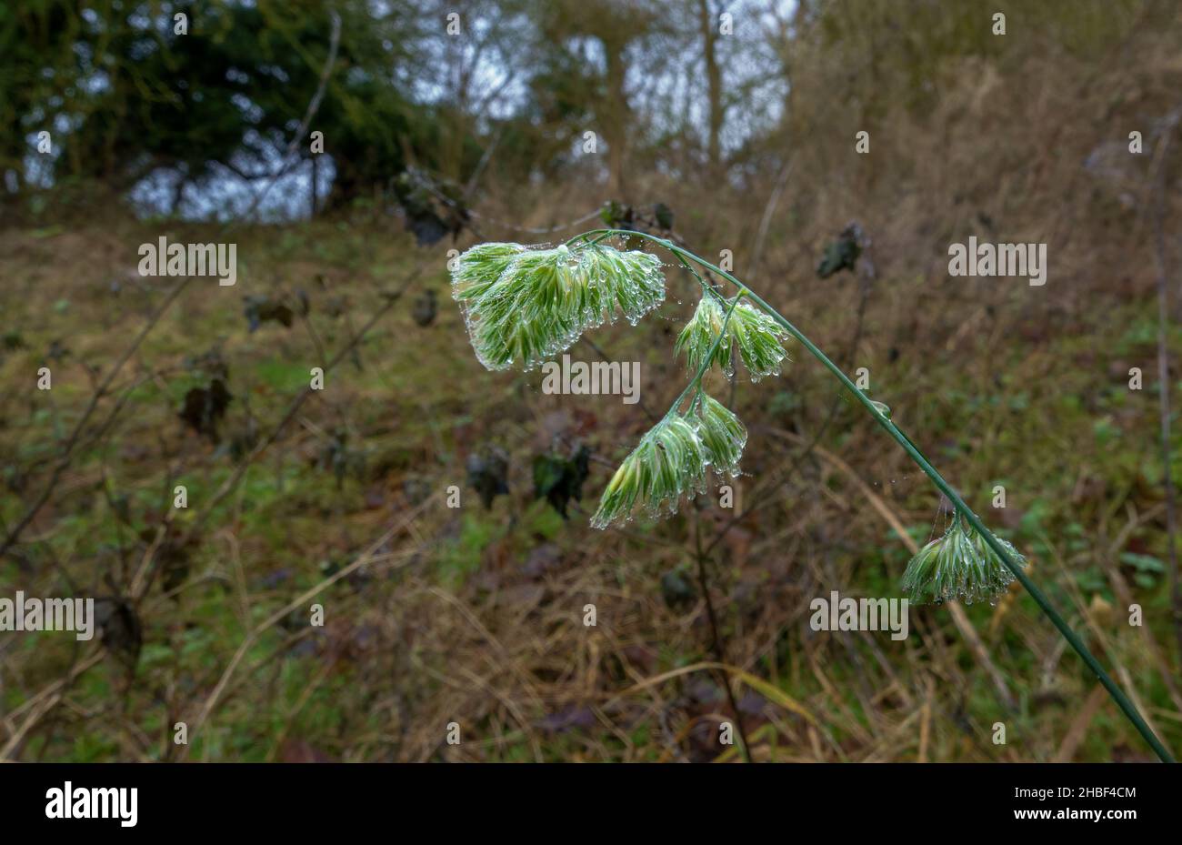 green drooping stem full with water soaked glistening seed heads ...