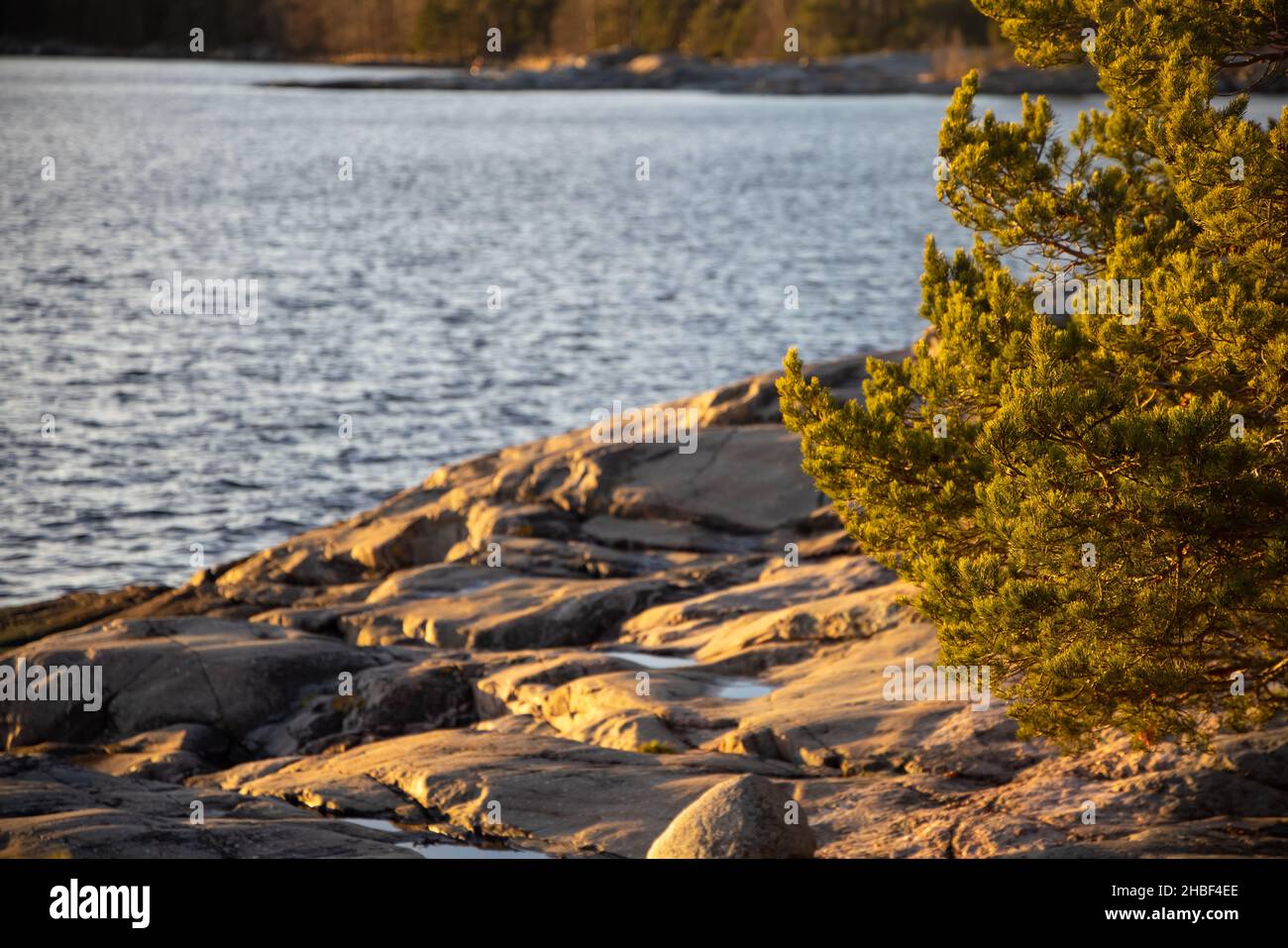 Beautiful natural Scandinavian landscape. Little pine tree growing on ...