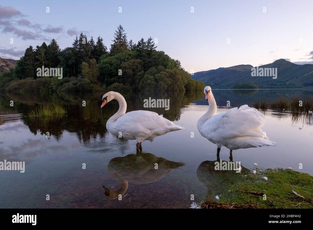 two swans on Derwent water Lake District cumbria england uk Stock Photo ...