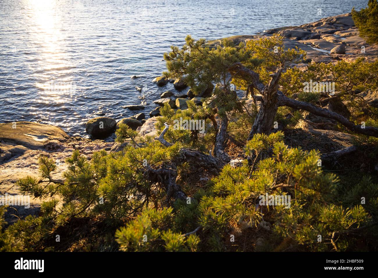 Beautiful natural Scandinavian landscape. Little pine tree growing on ...