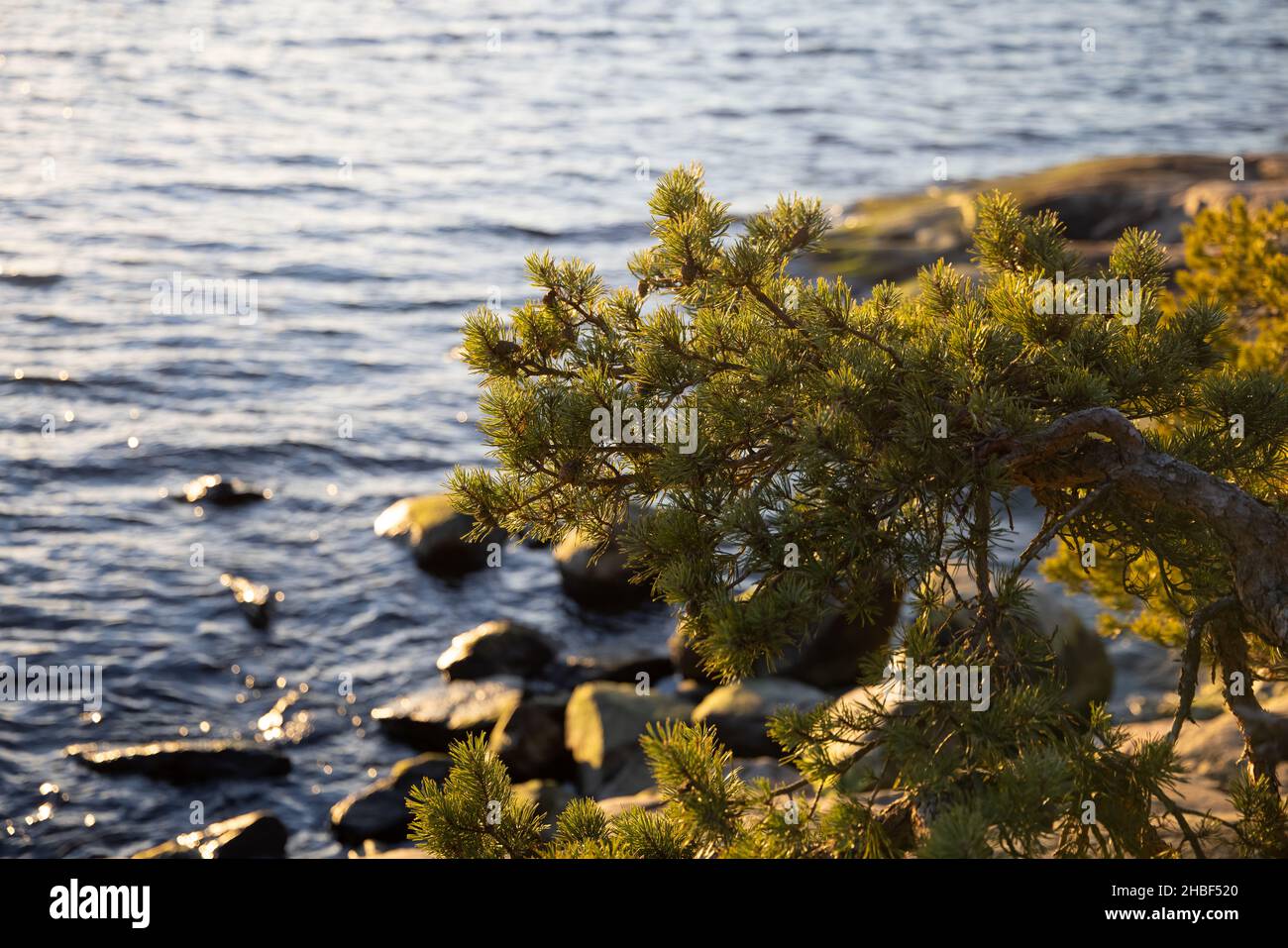 Beautiful natural Scandinavian landscape. Little pine tree growing on ...