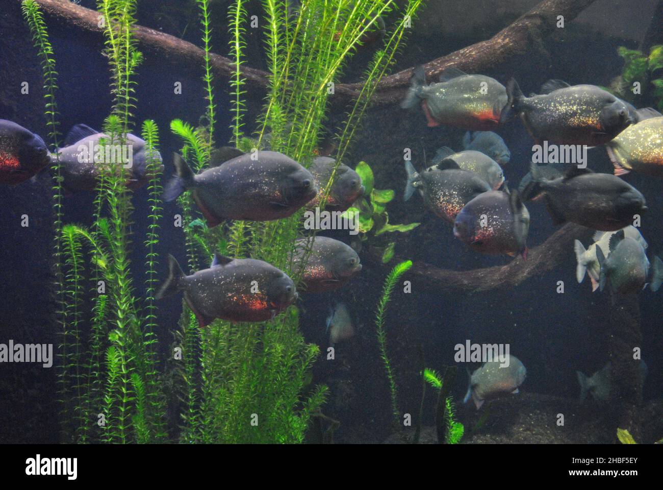 An aquarium view of red-bellied piranha fish underwater Stock Photo - Alamy