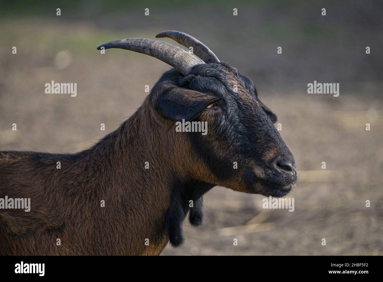 A close up of a goat in wilderness Stock Photo - Alamy