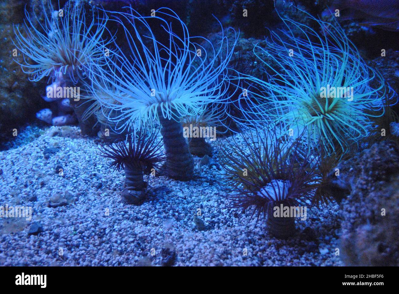A closeup of Sea anemone animals on the rocky ground with fish in the ...