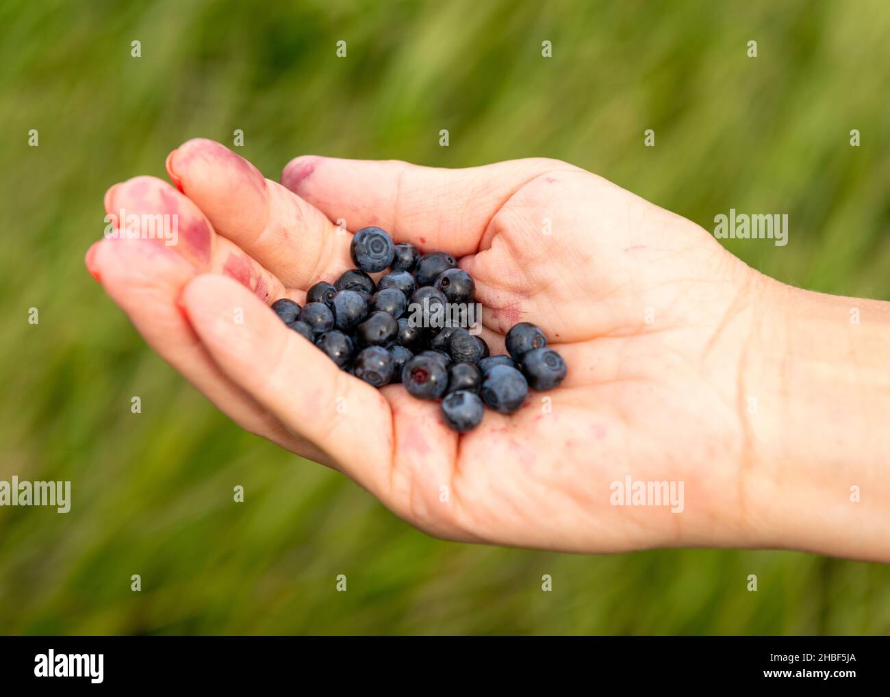 Hand holding blueberries hi-res stock photography and images - Alamy