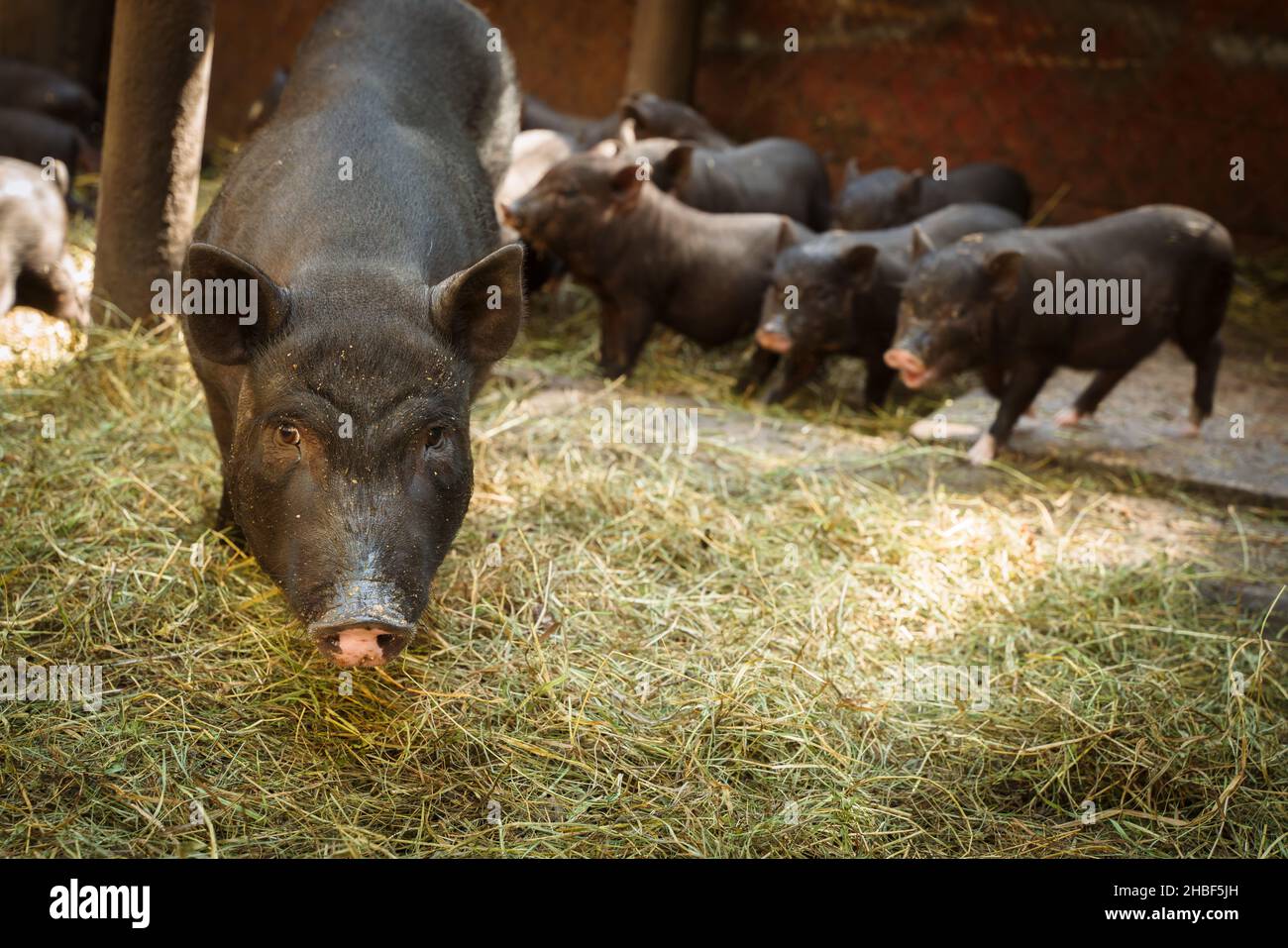 Cute little Vietnamese black piglets on the farm Stock Photo - Alamy