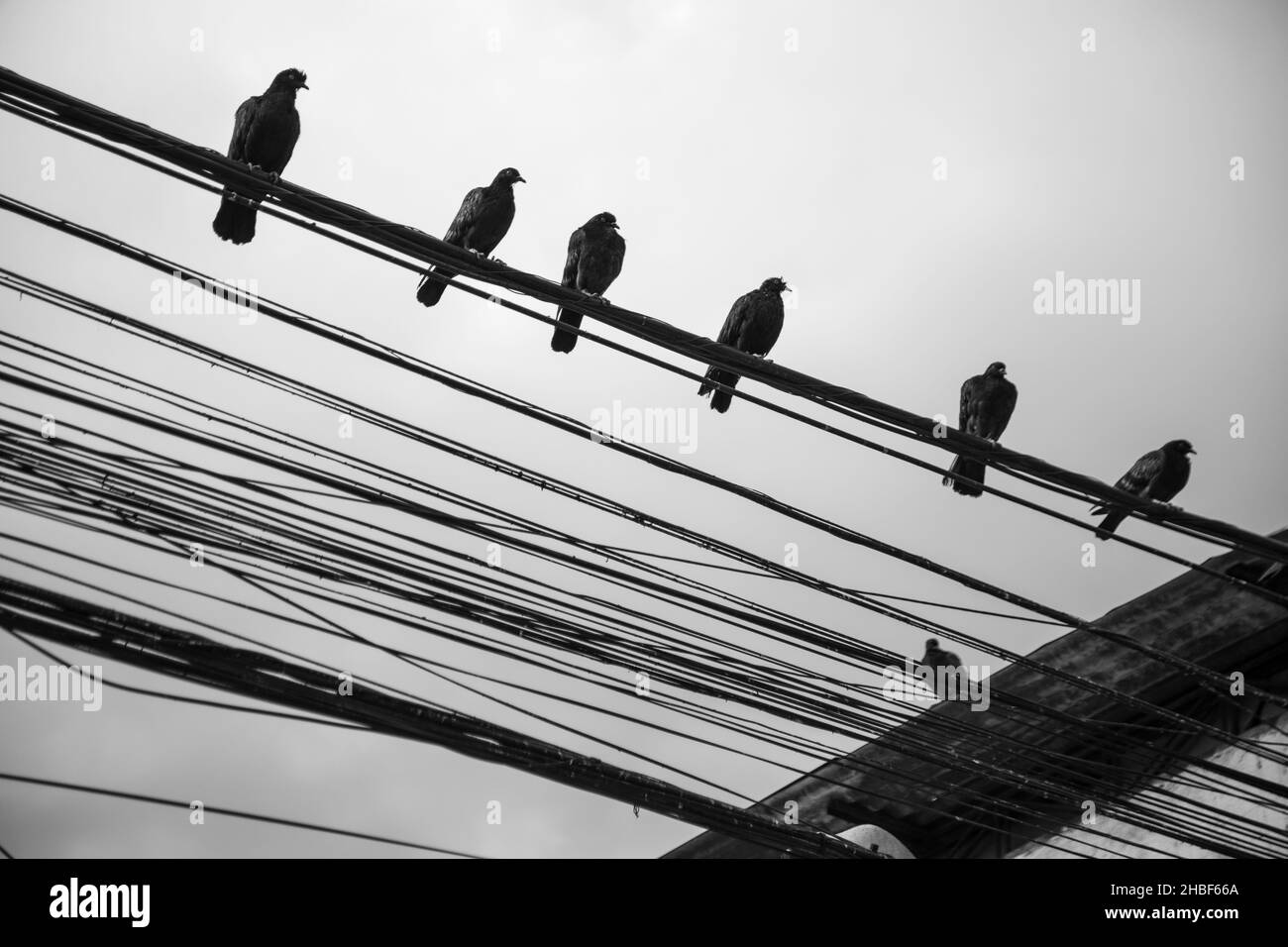 A grayscale of pigeons on wires under the clear sky Stock Photo - Alamy