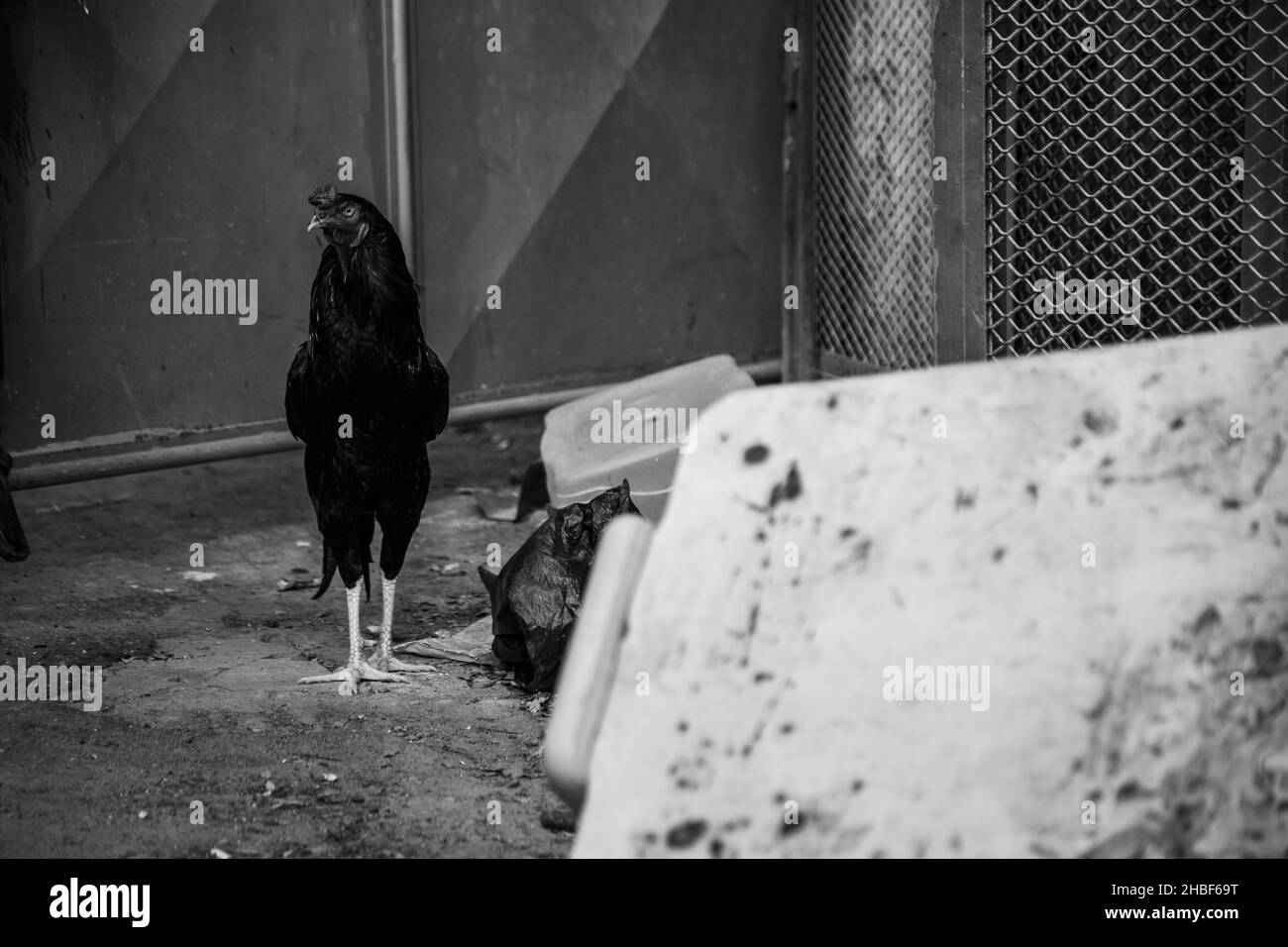 A grayscale of a chicken in a farm Stock Photo - Alamy