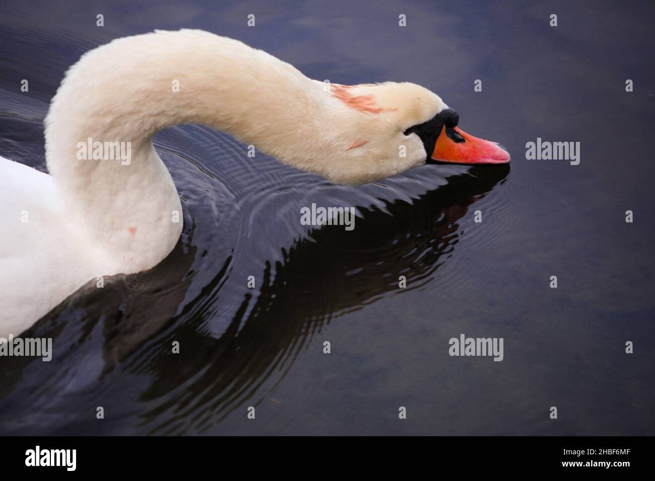 Swan in Hyde Park, London, England Stock Photo - Alamy