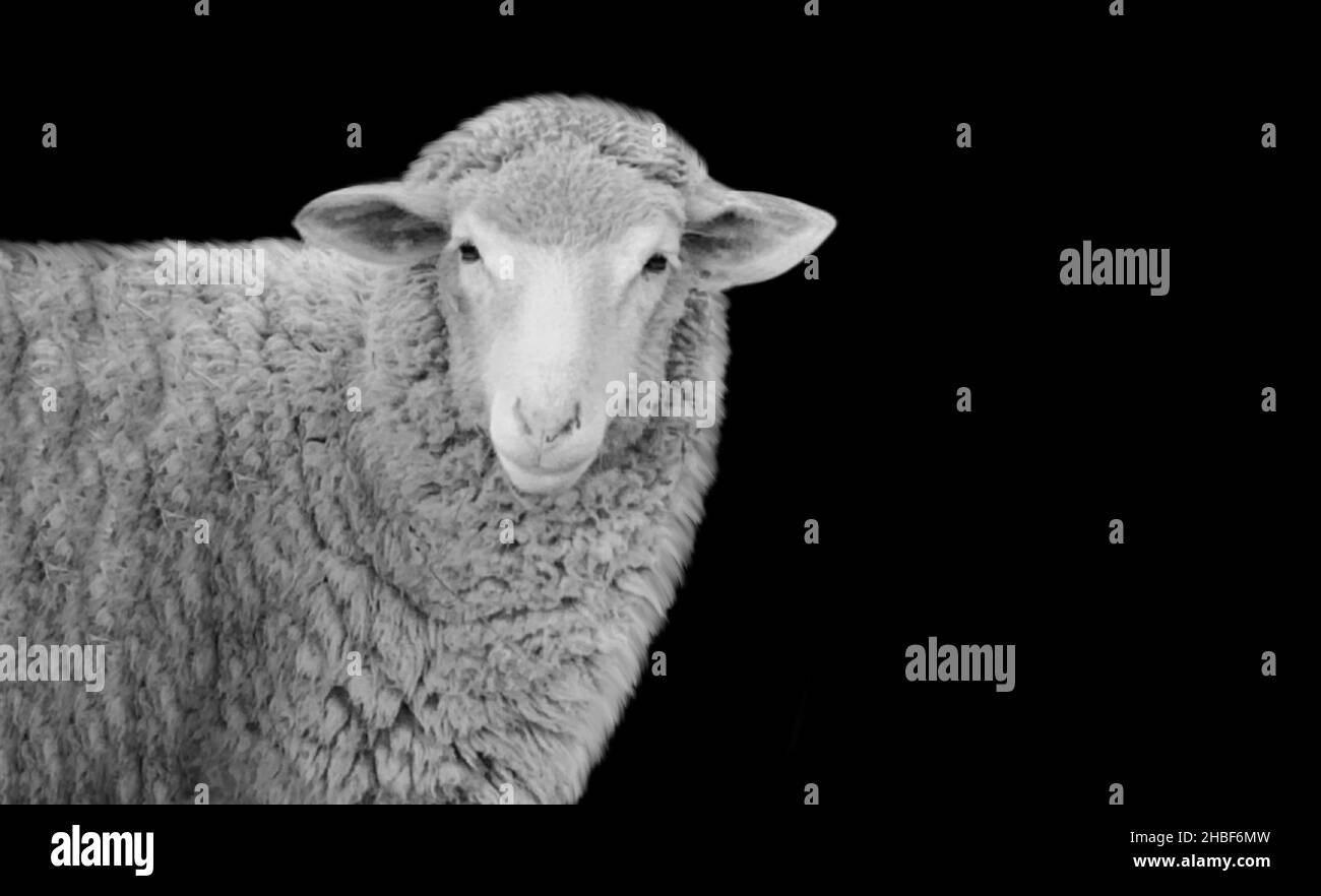Beautiful Sheep Face On The Black Background Stock Photo - Alamy