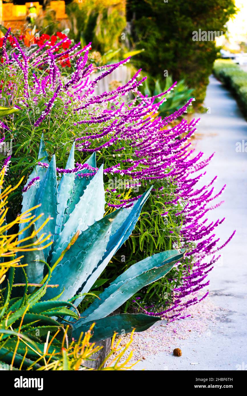 Beautiful flowers tree canal hi-res stock photography and images - Alamy