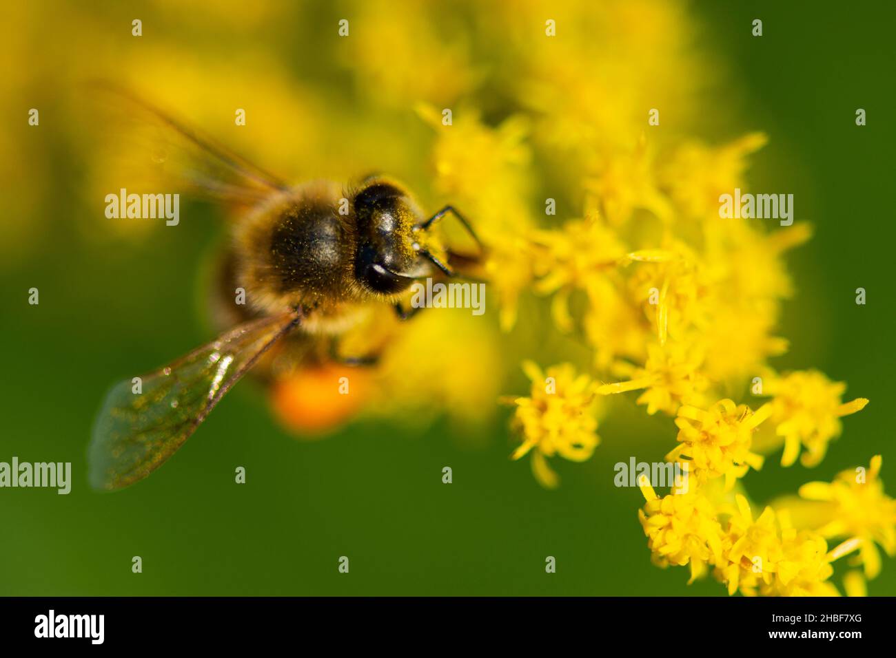 A Western Honey Bee foraging in the autumn. Apis mellifera Stock Photo ...