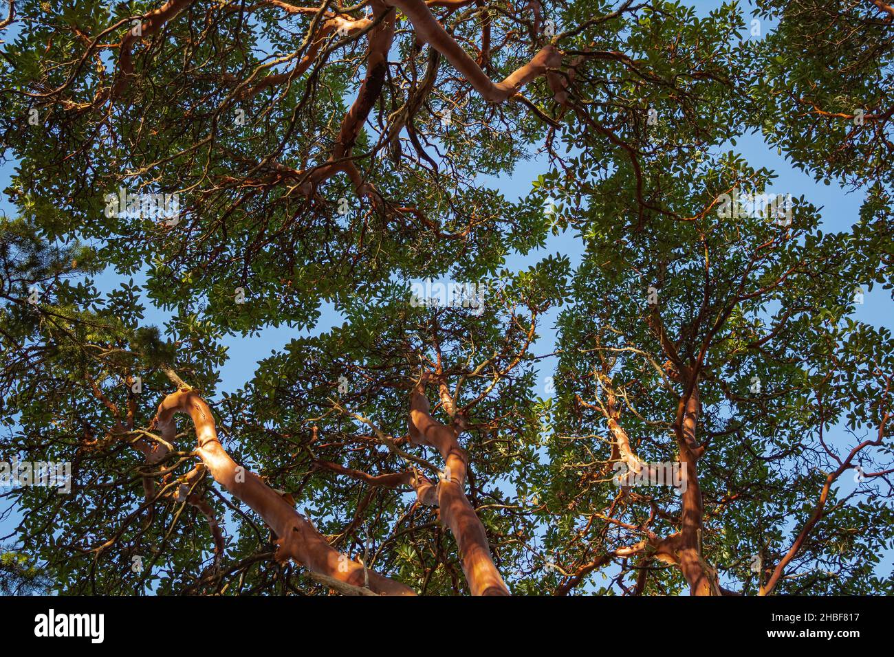 Strawberry tree Arbutus or Pacific madrona, madrone - evergreen tree ...