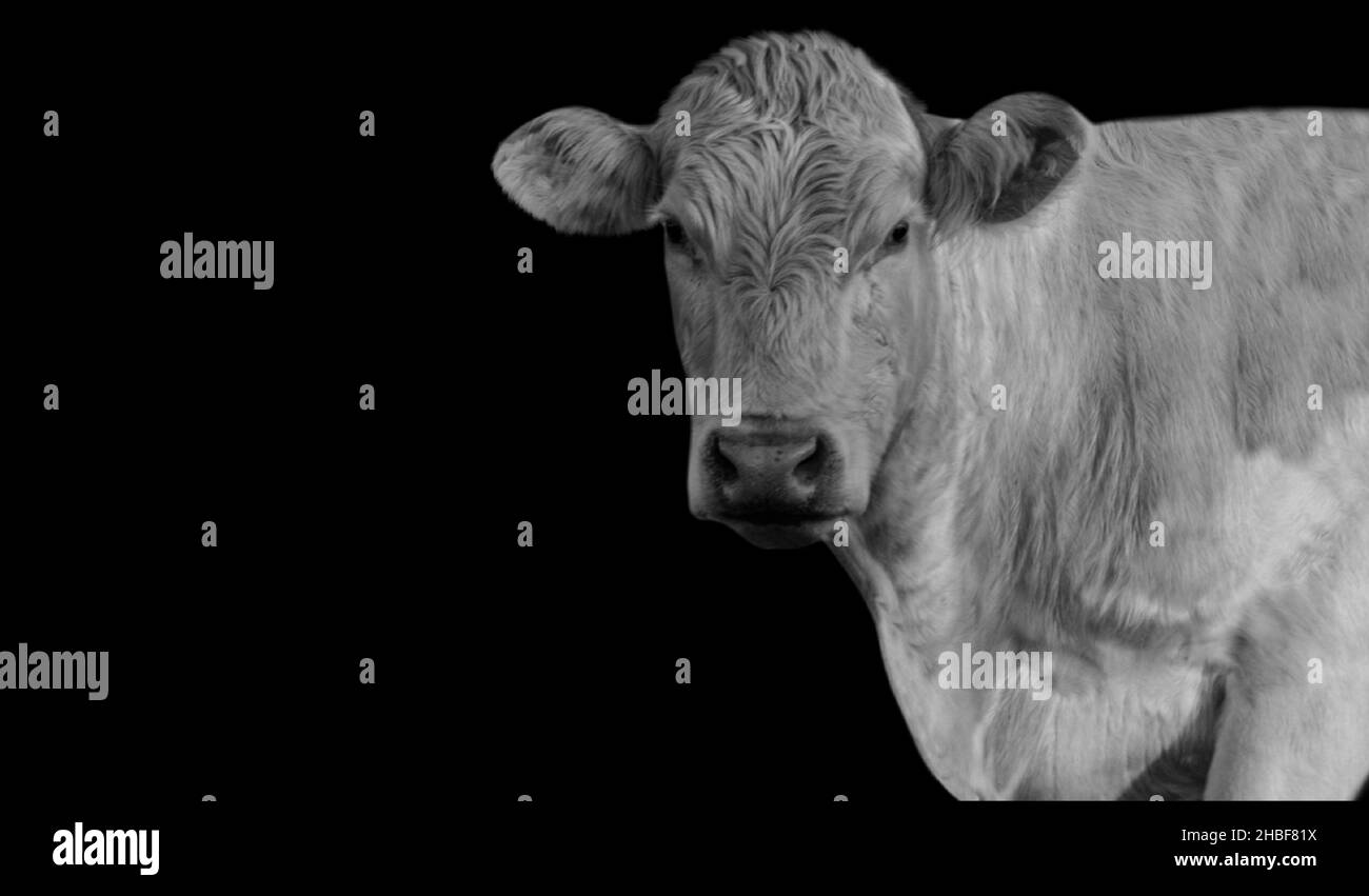 Pretty Cow Cute Face On The Dark Background Stock Photo - Alamy