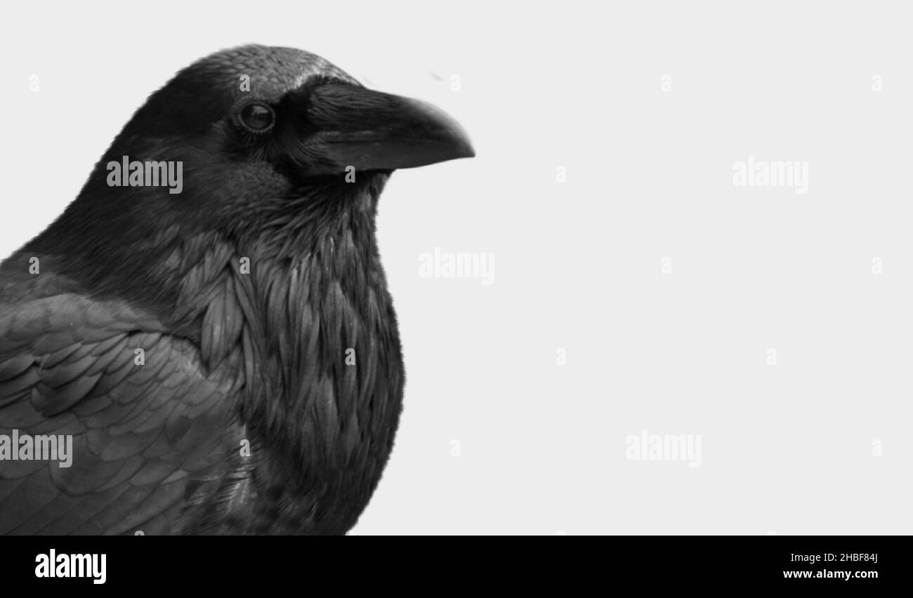 Gulf of mexico birds Black and White Stock Photos & Images - Alamy