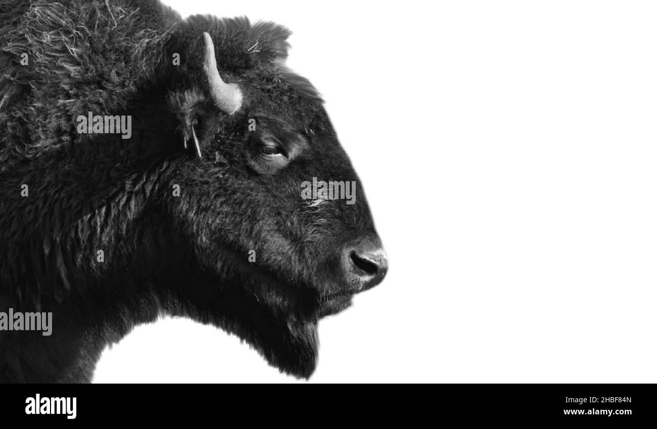 Black buffalo isolated hi-res stock photography and images - Alamy