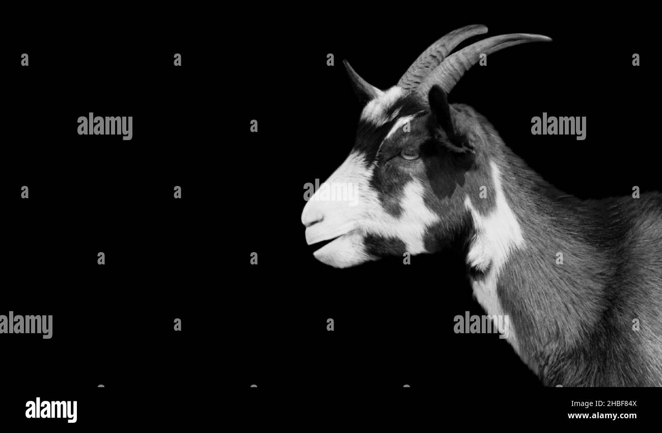 Alpine goat farm Black and White Stock Photos & Images - Alamy