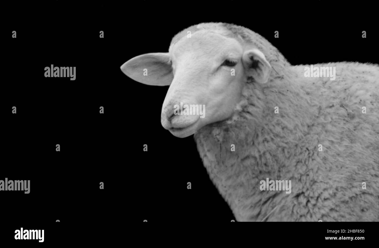 Cute Happy Sheep Closeup Face Stock Photo - Alamy